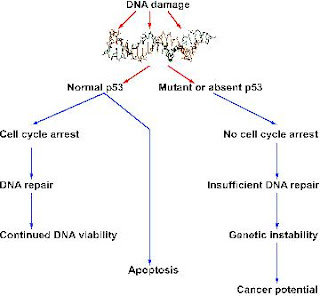Pharma Darpan: Protein 53 or tumor protein 53 (p53)