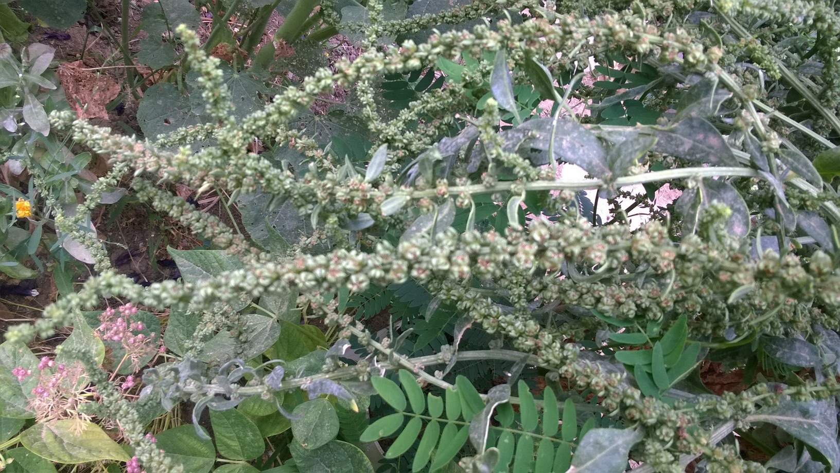 How To Grow Organic Chard