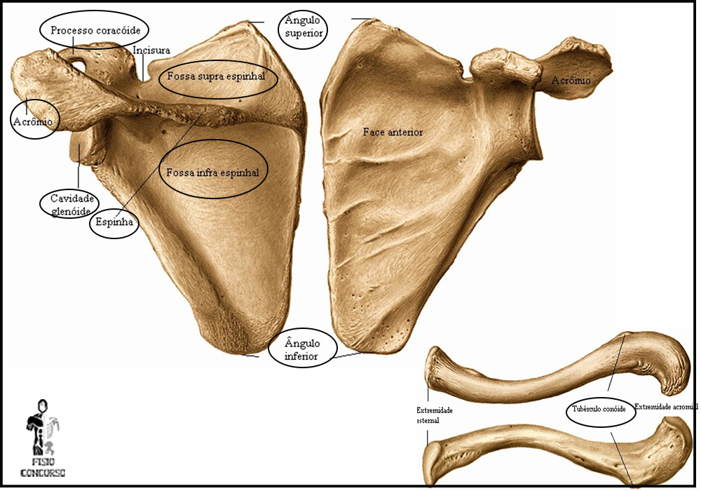 Cinesiologia - CÍNGULO DO MEMBRO SUPERIOR (part I Trapézio) | Fisio ...