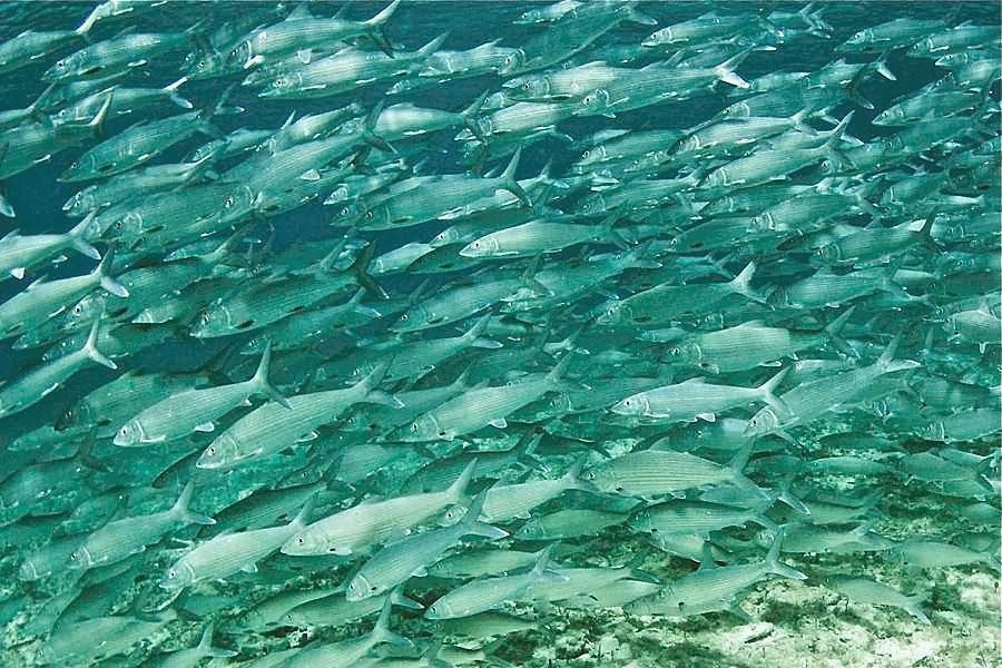 The Best Shark Dive in the World!: Bonefish Spawning Aggregation - Video!