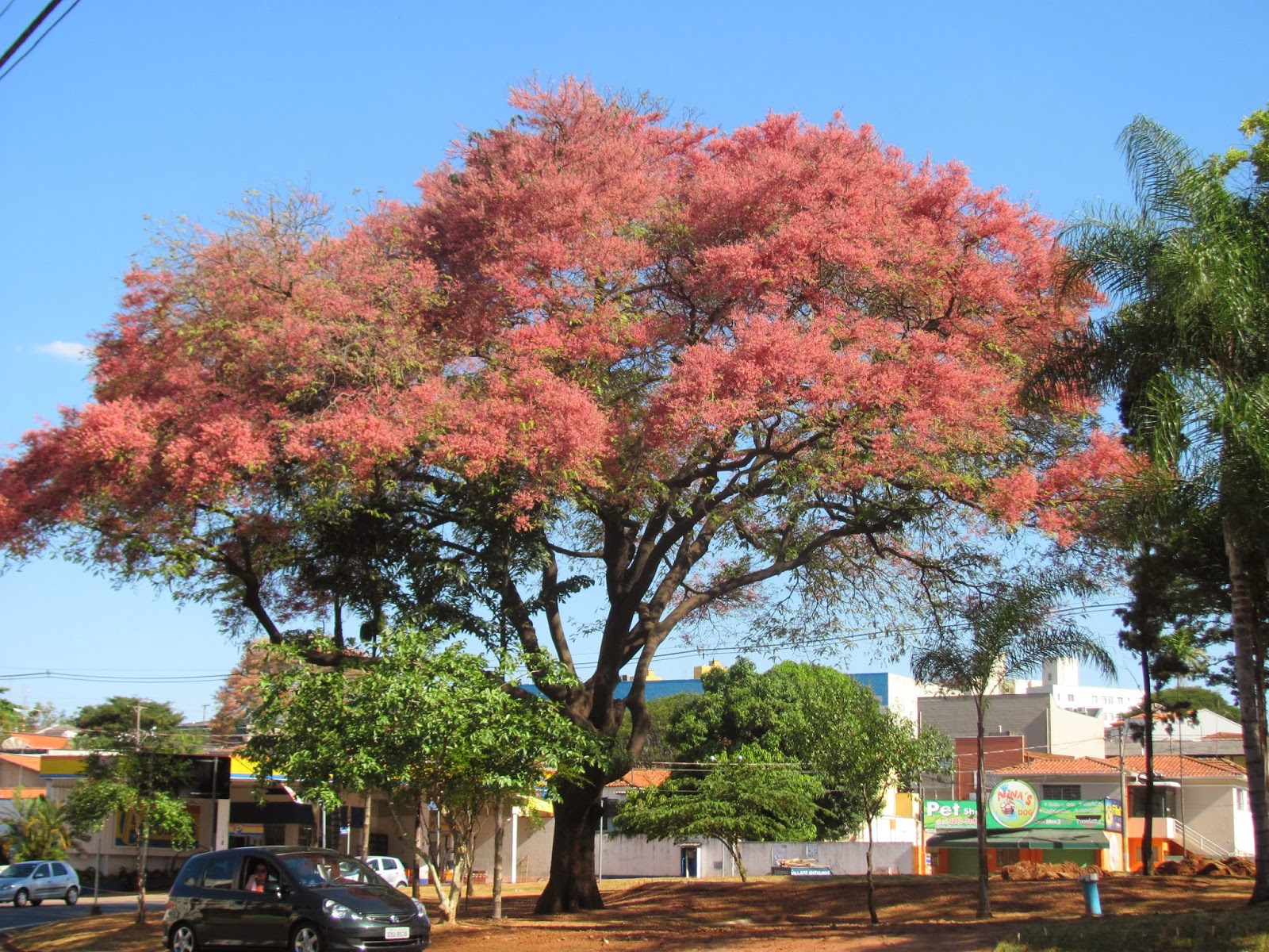 Clicks - Verdes: Cassia Grandis.....vulgo Cassia Rosa, Marimari
