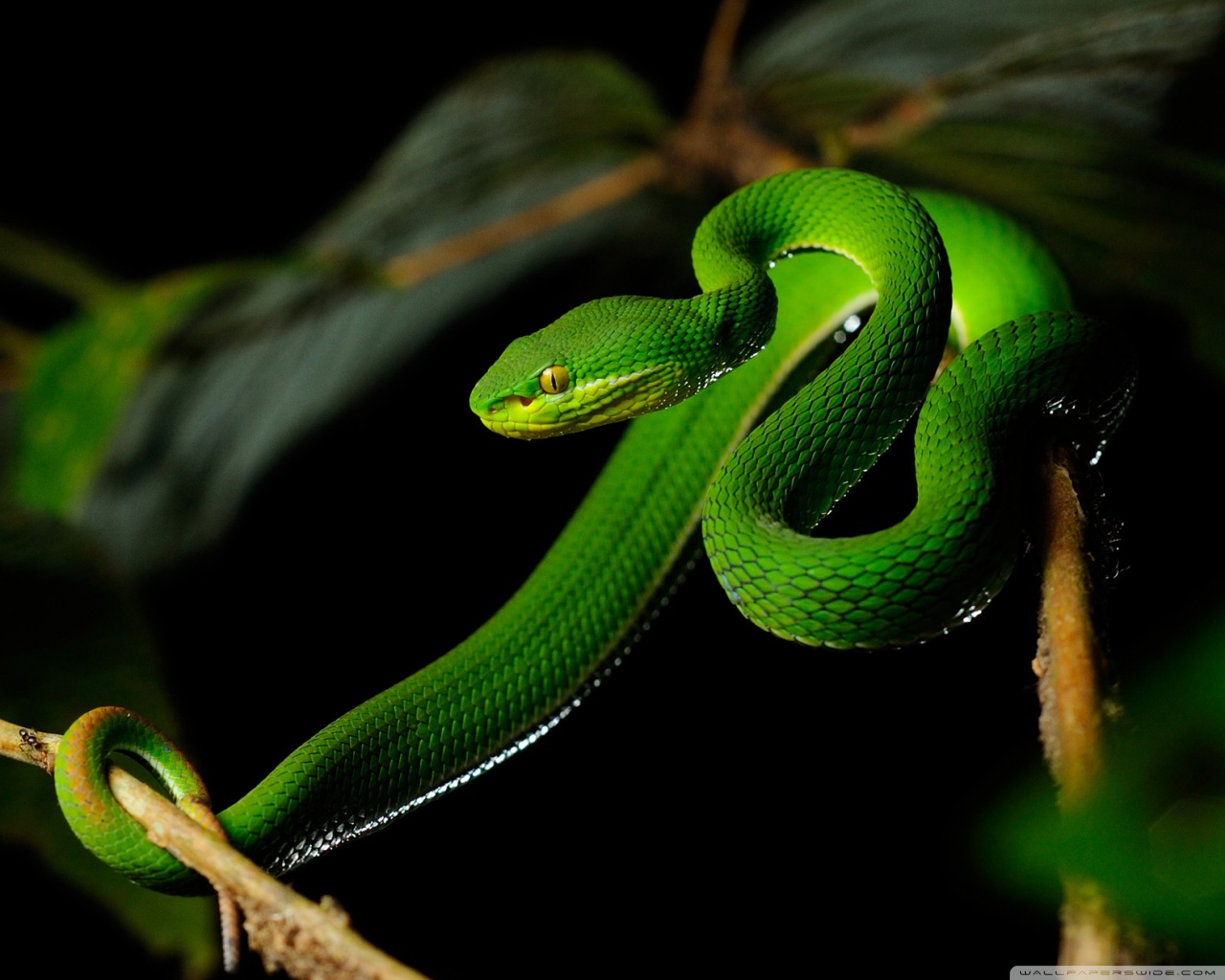 Pit Viper Snake Wallpaper | Best Wallpapers 4Friends