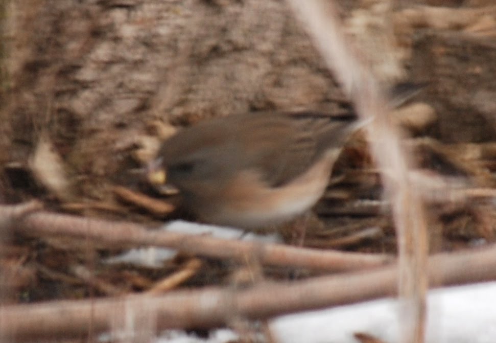 200 Birds: Possible Dark-eyed Junco x Song Sparrow Hybrid