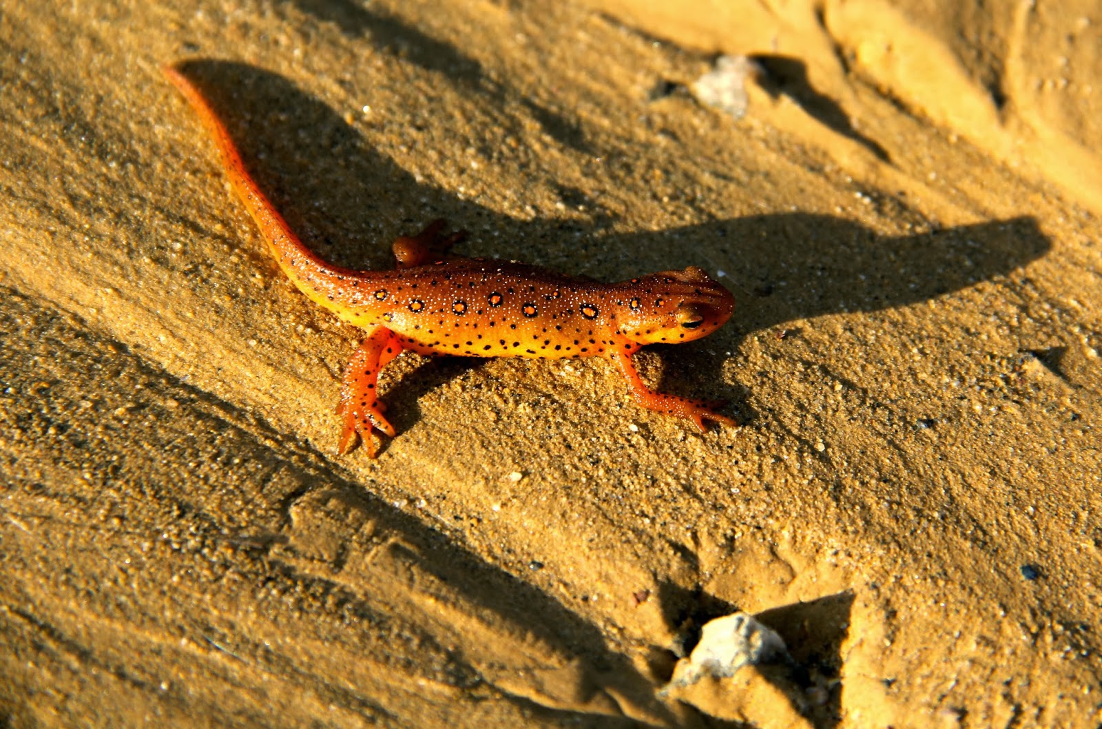 Hoot Owl Karma: Eye of Newt and Red Spots, Too!