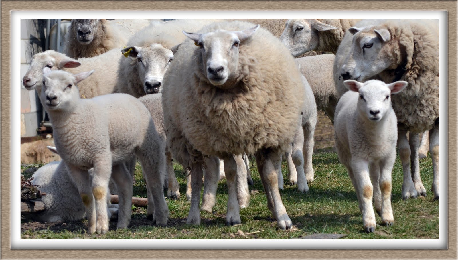 FOTOCANDAS: beeeee beeeee