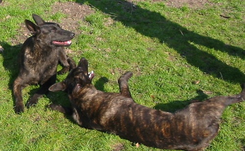 About Dog Dutch Shepherd