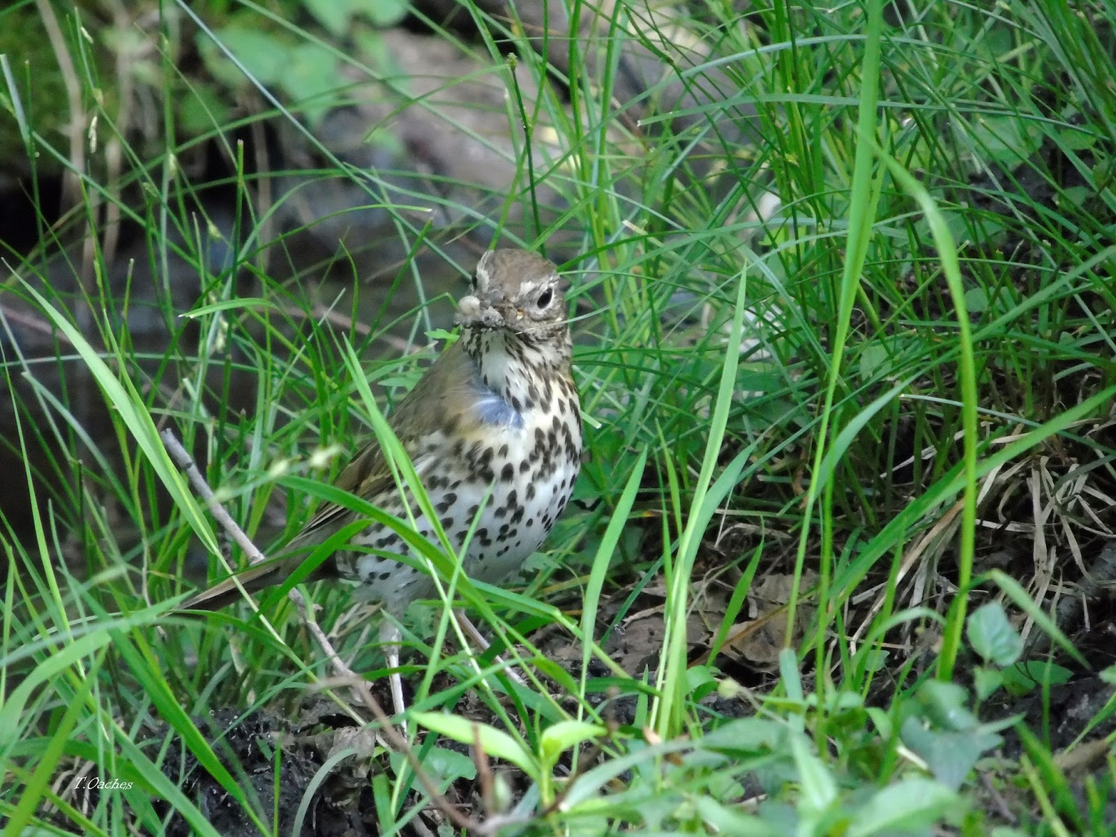 PASARI DIN ROMANIA: STURZ CANTATOR, Turdus philomelos