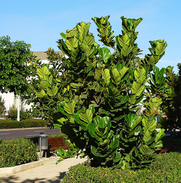 PlantWerkz: Fiddleleaf Fig - Ficus Lyrata