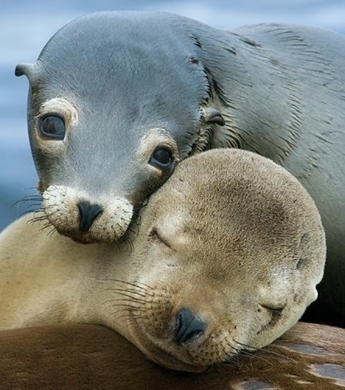 67 Not Out: Animal Love Photos