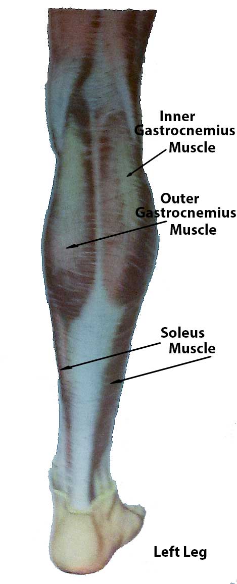 Improving Calf Definition by Calf Implant Surgery or Fat Grafting ...