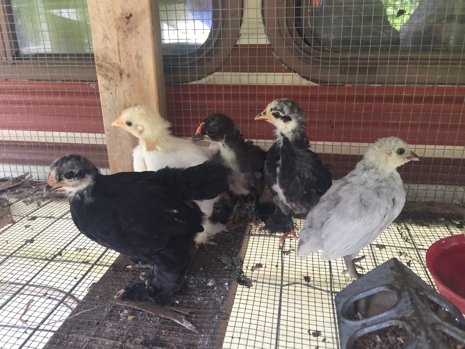 Linda's Life Journal: It's All About the Critters....and the People ...