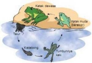 Sistem reproduksi pada Katak | Biologi and Scinece