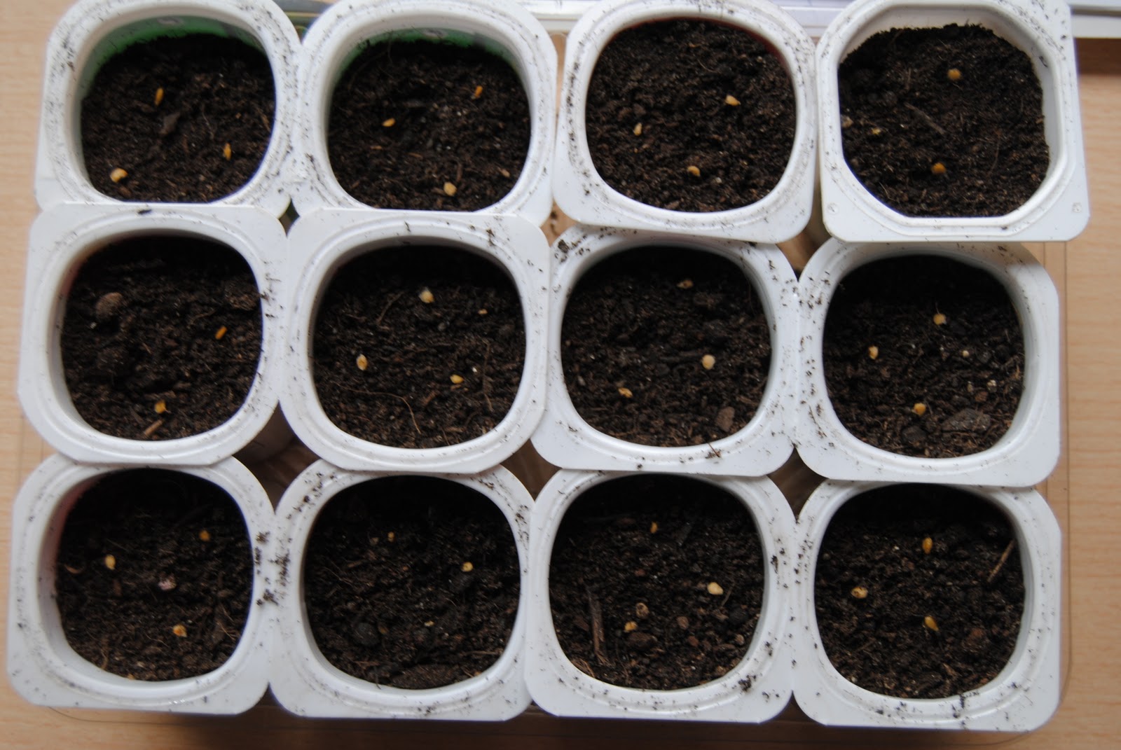 Cómo cultivar mi propia huerta: semillero de tomates