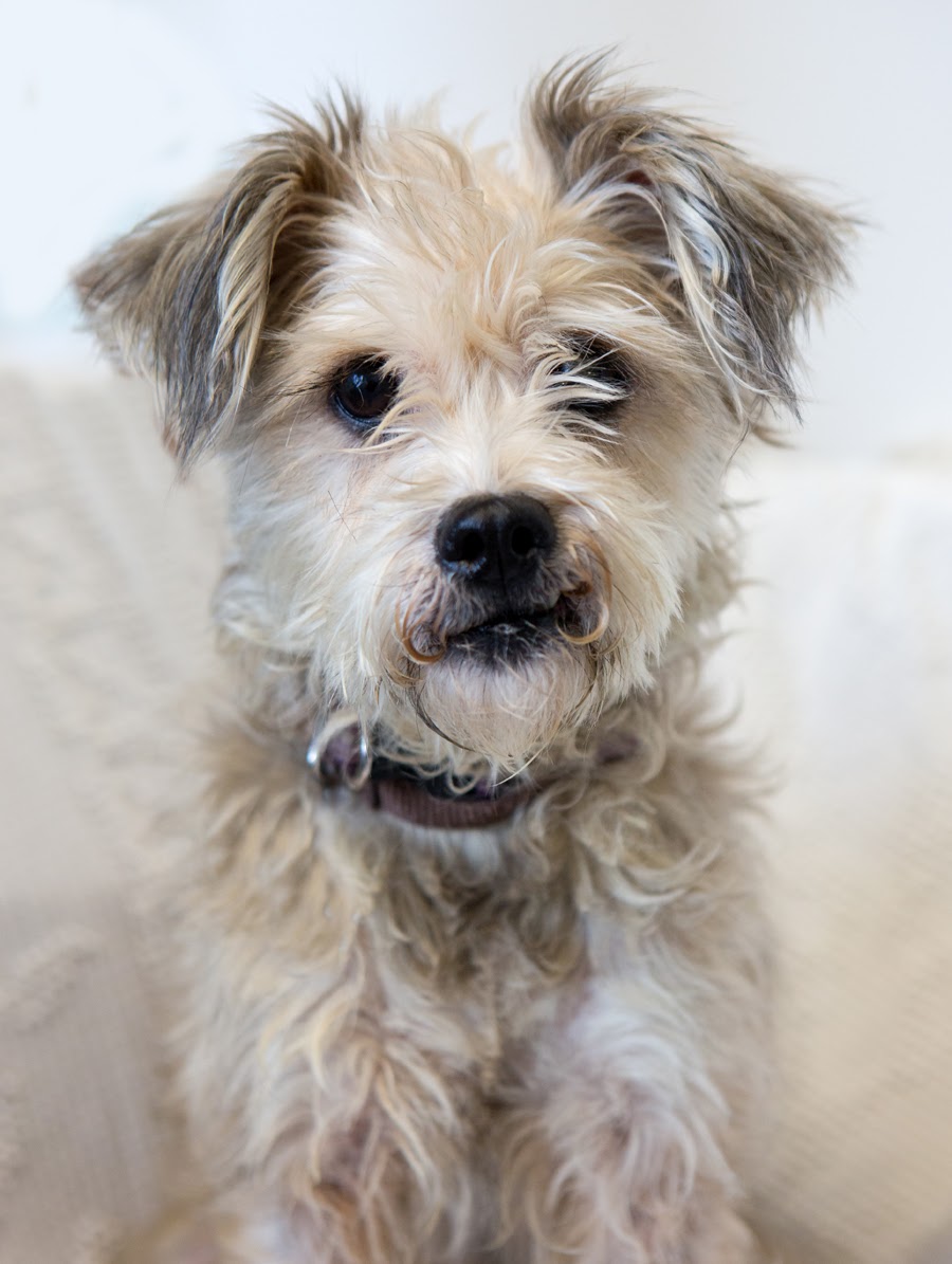 Shelter Dogs Of Portland GINGER Charming Mature Terrier Mix shelter-dogs-of-portland-ginger-charming-mature-terrier-mix