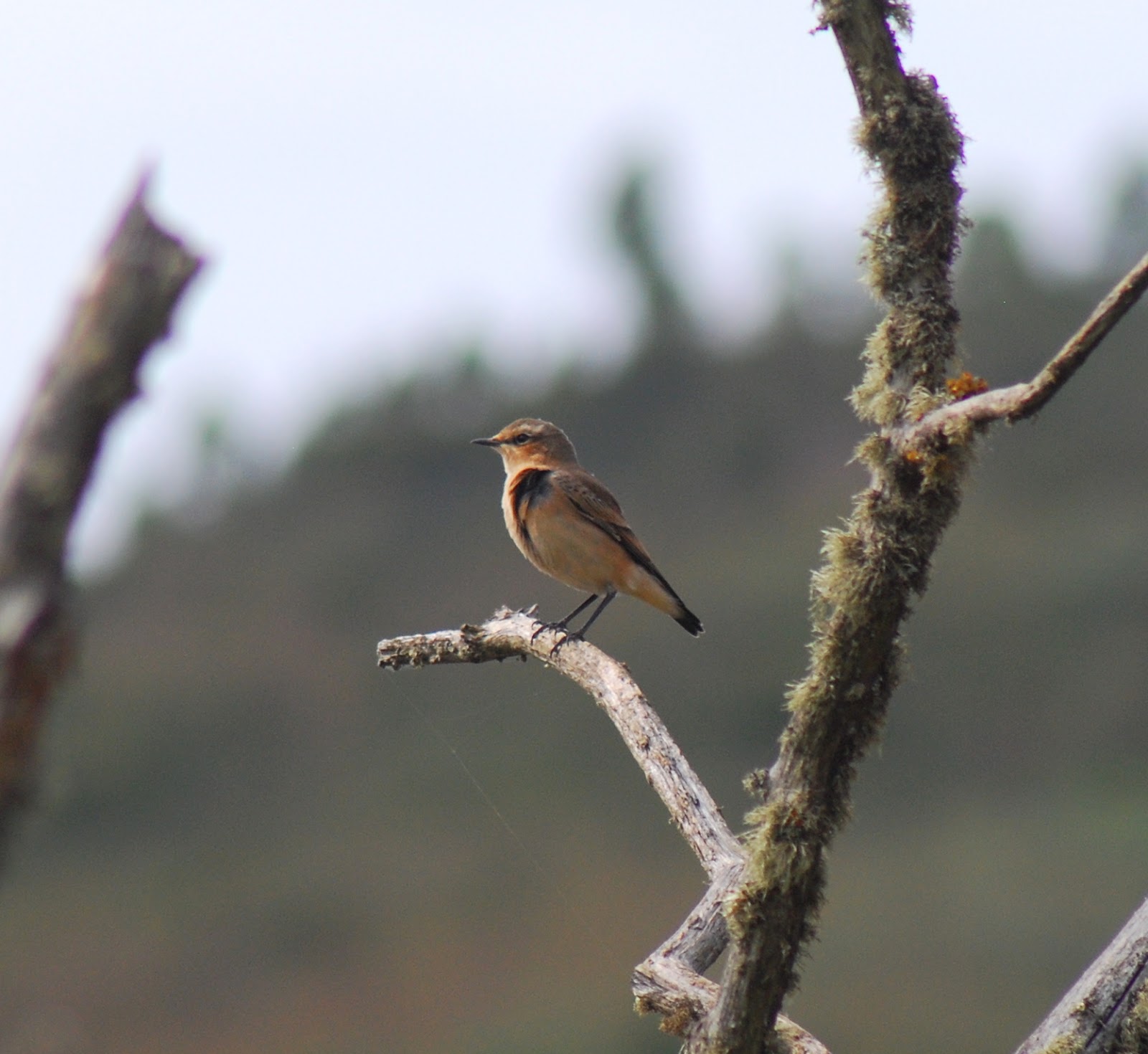 Proyecto Lanius: Aves migratorias en el Parque Nacional del Teide