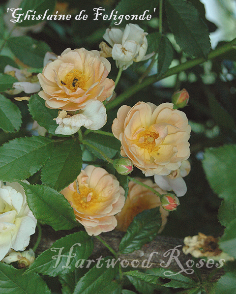 Hartwood Roses: Hartwood Roses Virtual Open Garden Day Tour