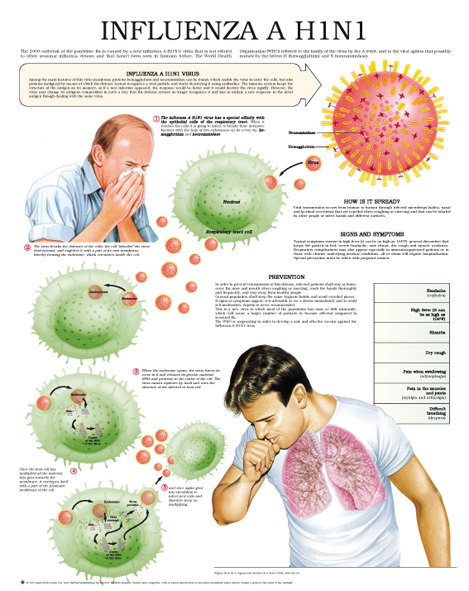 What is H1N1 "Swine" flu? ~ Spot of Health