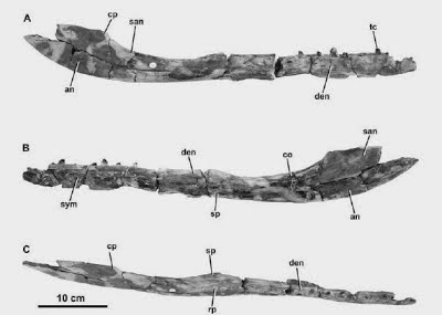 Sciency Thoughts: A Metriorhynchid Crocodylomorph tooth from the Late ...