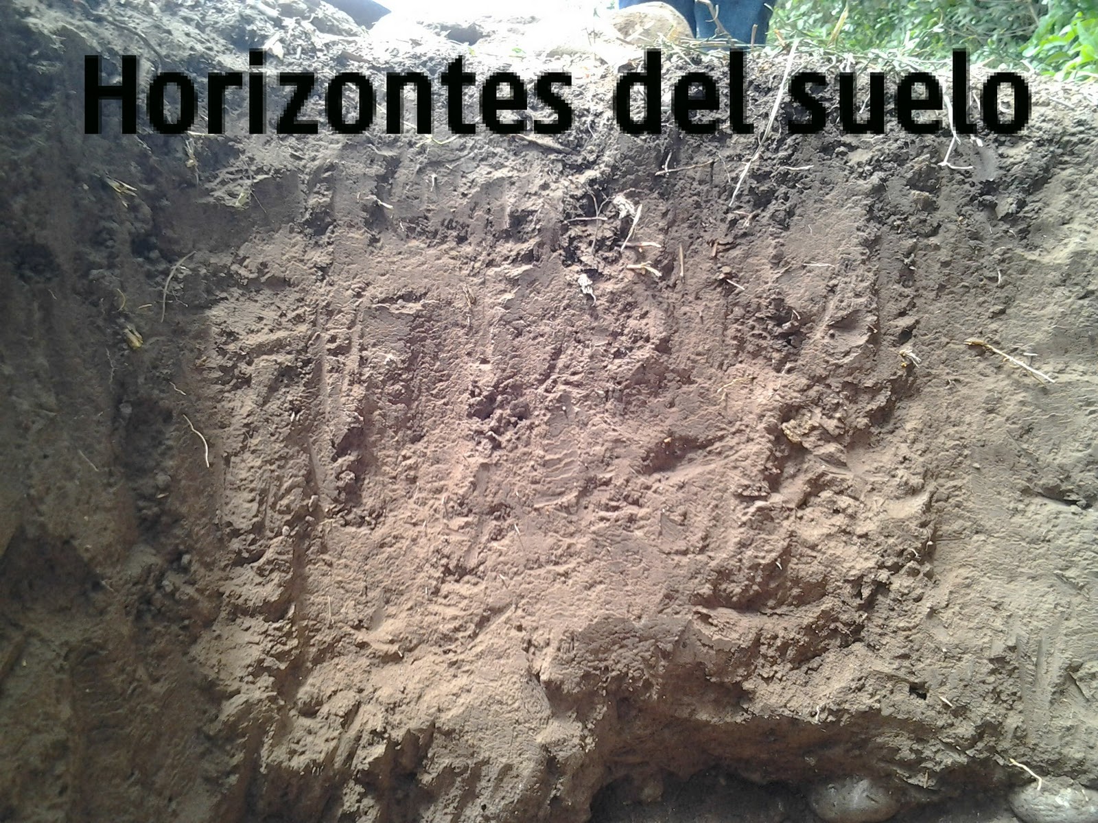 CALICATA LOPEZ GONZALEZ SACHEZ 10º