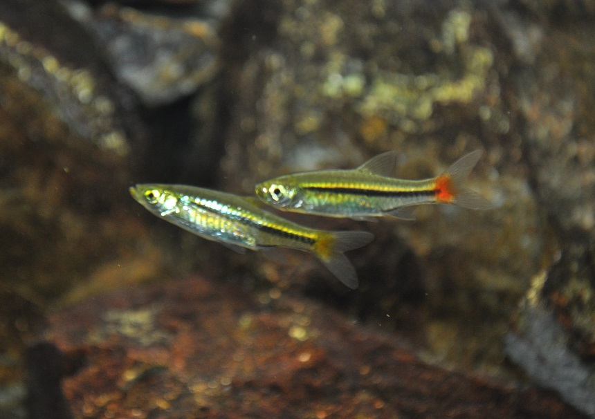 ZOOTOGRAFIANDO (6.096 ANIMALS): RASBORA DE COLA ROJA / BLACKLINE ...