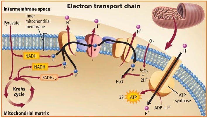 BIOLOGI GONZAGA: SISTEM TRANSPORT ELEKTRON