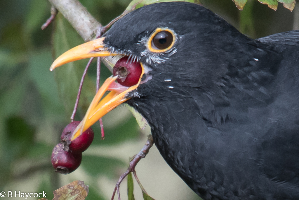 Pembrokeshire Birds: Stackpole - Lodge Park & Court-site area this morning