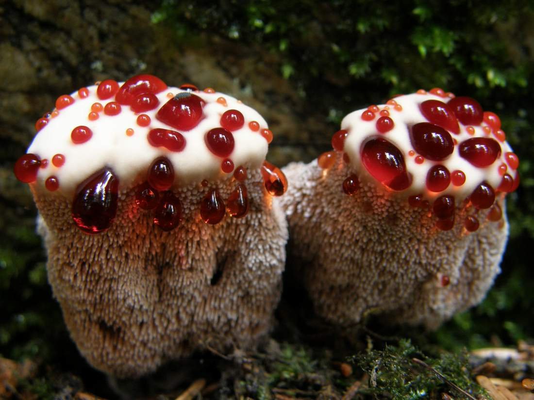 Biologia-Vida: Fungo que sangra / Bloody Tooth Fungus (Hydnellum peckii)
