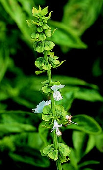 BERNARDO CARPIO'S BLOGS: BUANOY