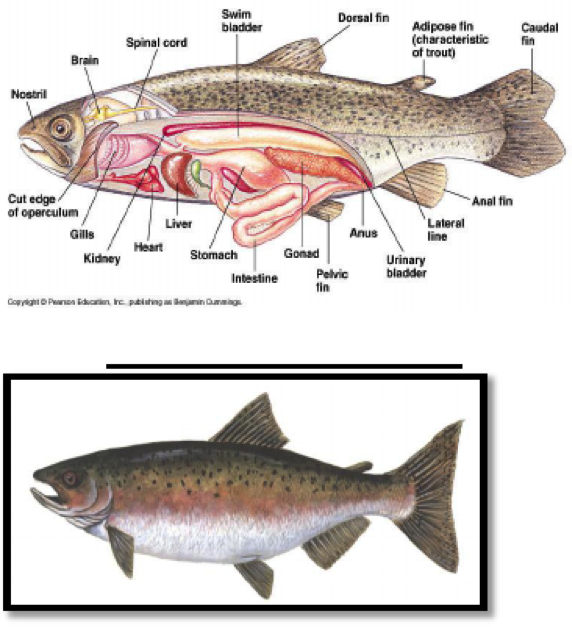 Anatomi Salmon ~ Salmon