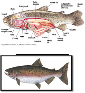 Anatomi Salmon ~ Salmon