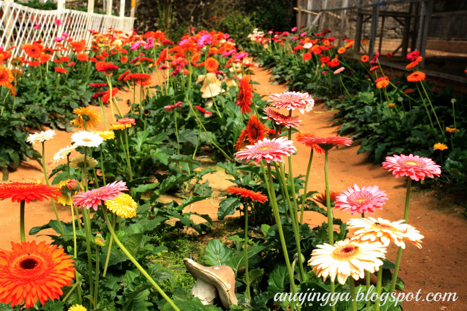 Keindahan flora di Cameron Highland