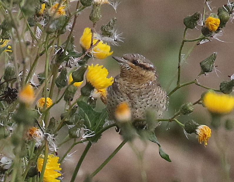 Birding with Flowers: Spurn Migration Festival Wryneck