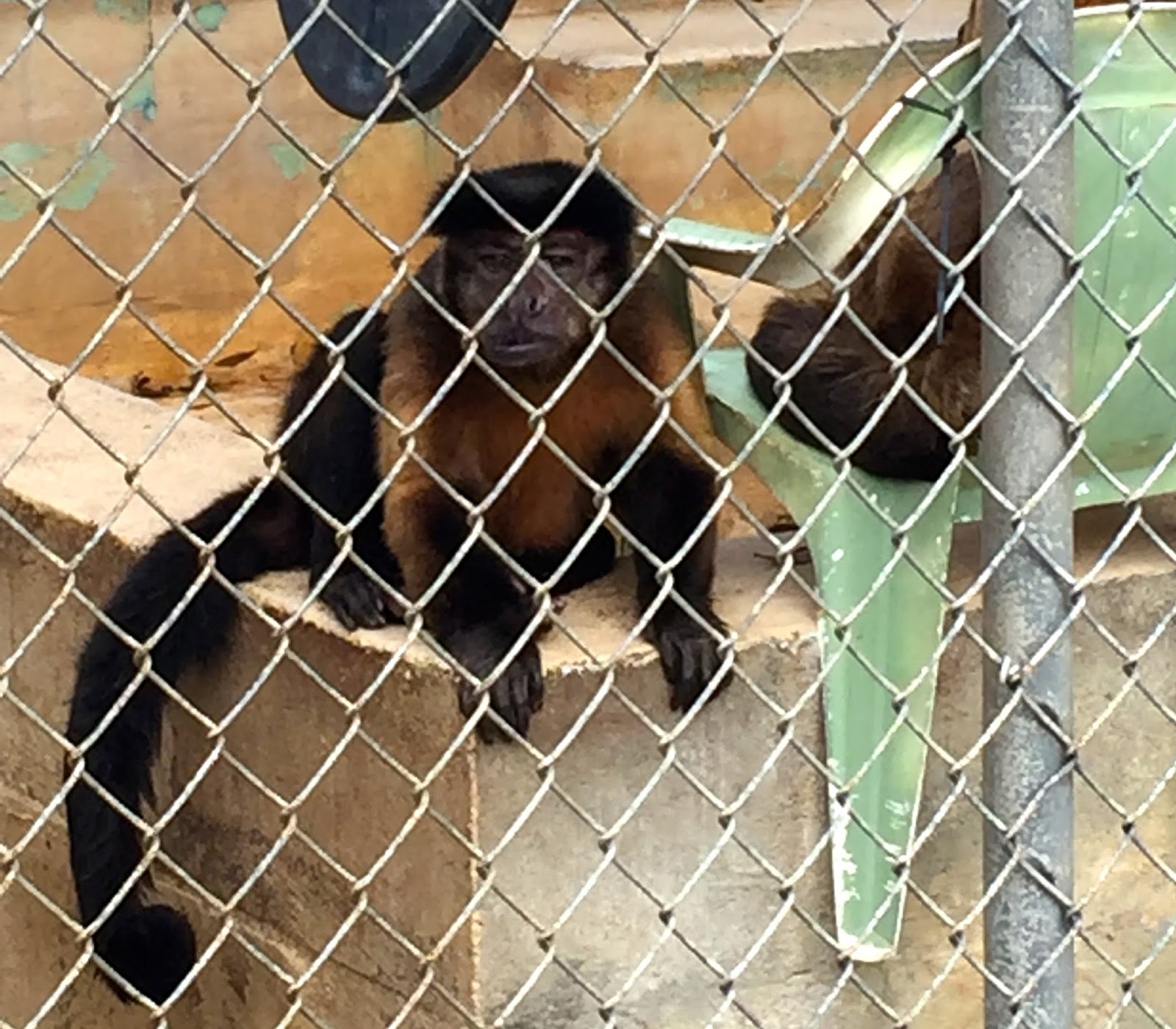 Prairie Girl in the Big, Scary World: Monkey Mania at The Suncoast ...