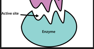 Memahami Macam-Macam Enzim Beserta Fungsinya