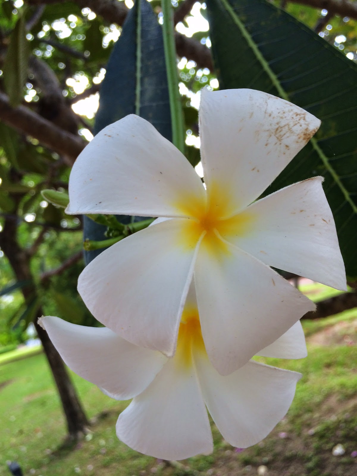 Philly Bird Nerd : Palau Ubin - Final Singapore Swing