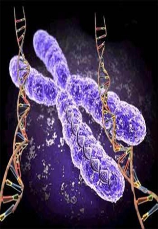 Reconstrucción ADN: Cromosomas