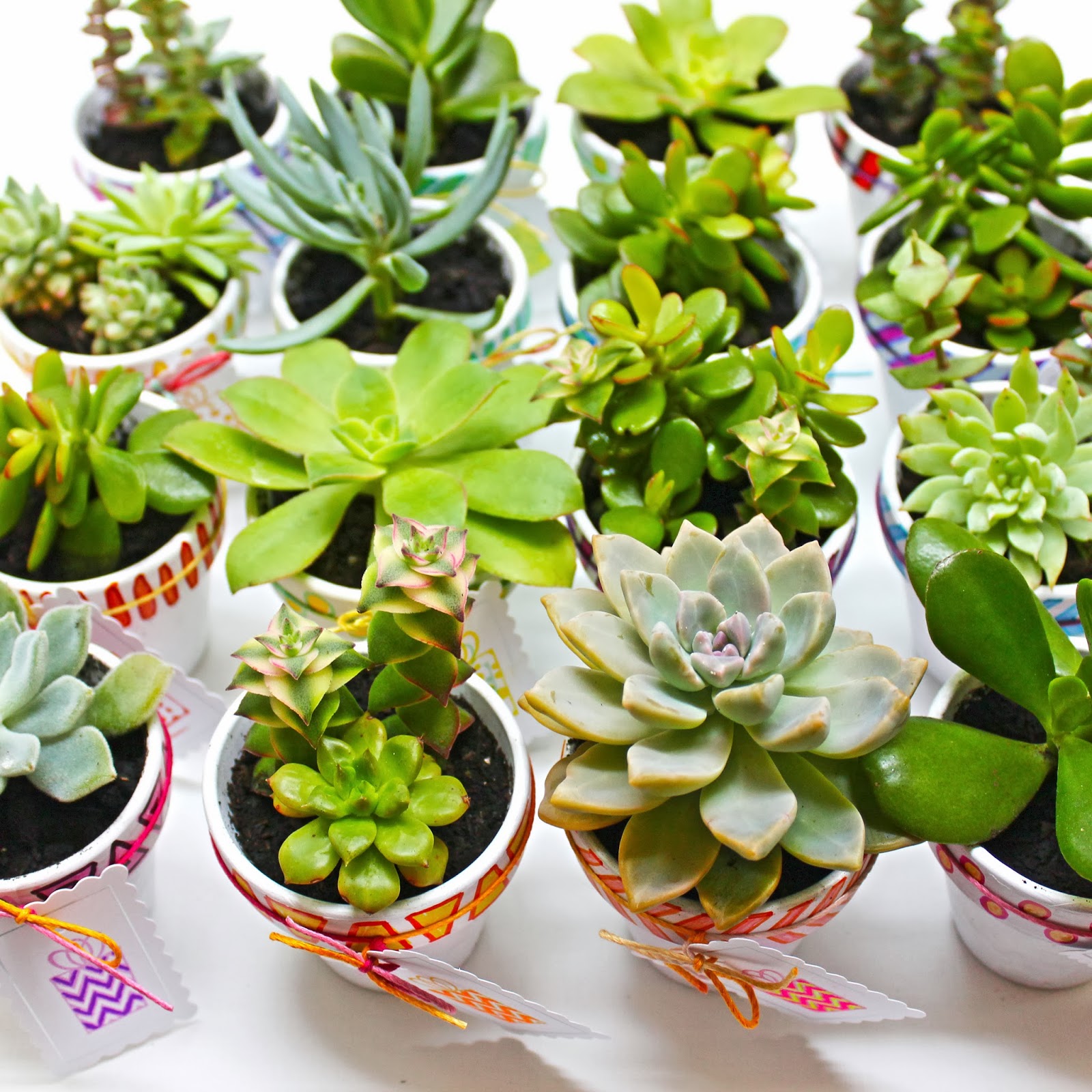 Courtney's Edible Garden: Small Gift or Favors Idea - Succulents
