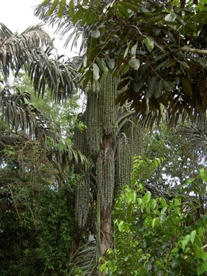 F L O R A: Aren atau Enau