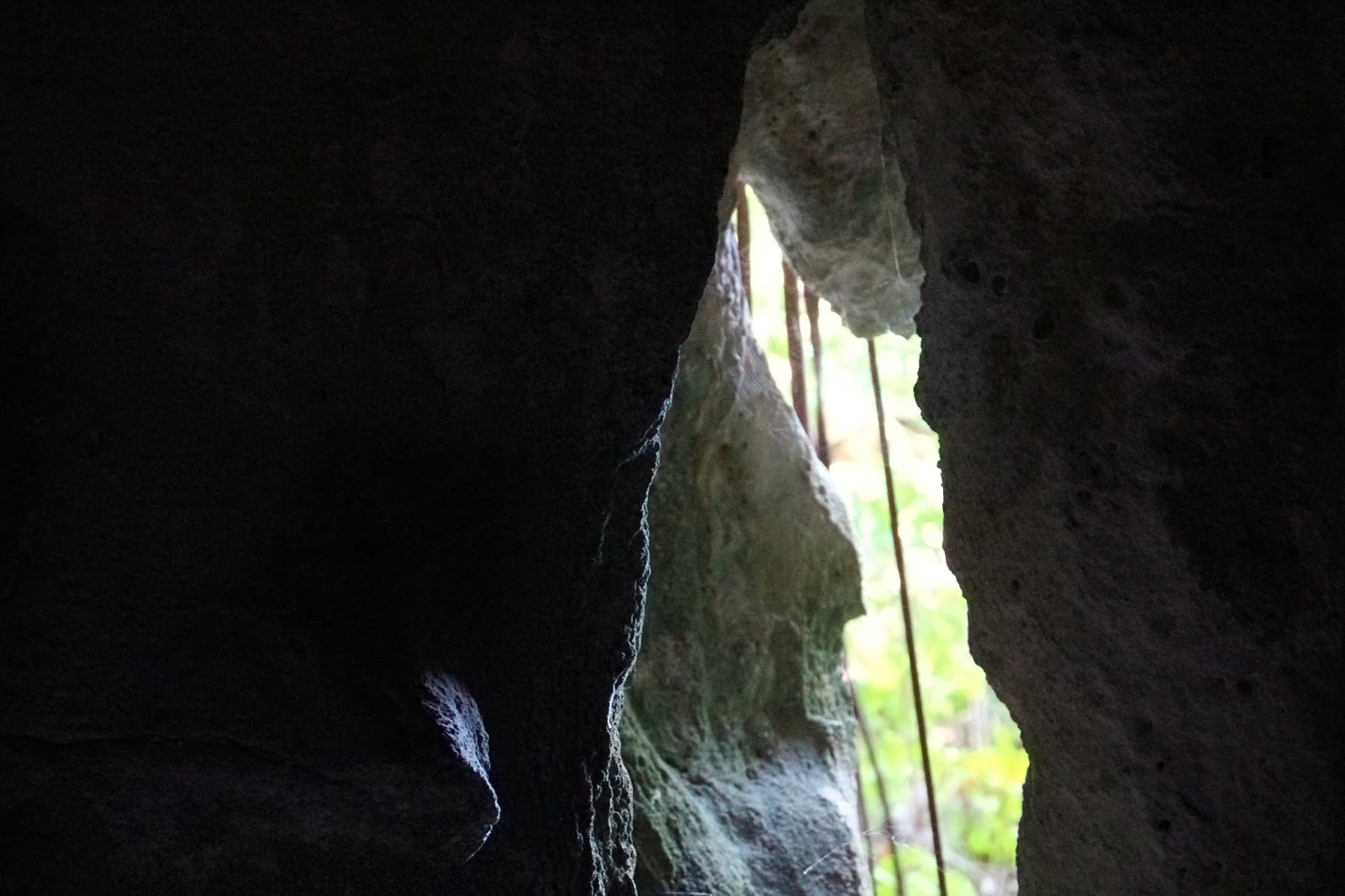 Faces of Nature: A Year of Twenty at Guam National Wildlife Refuge