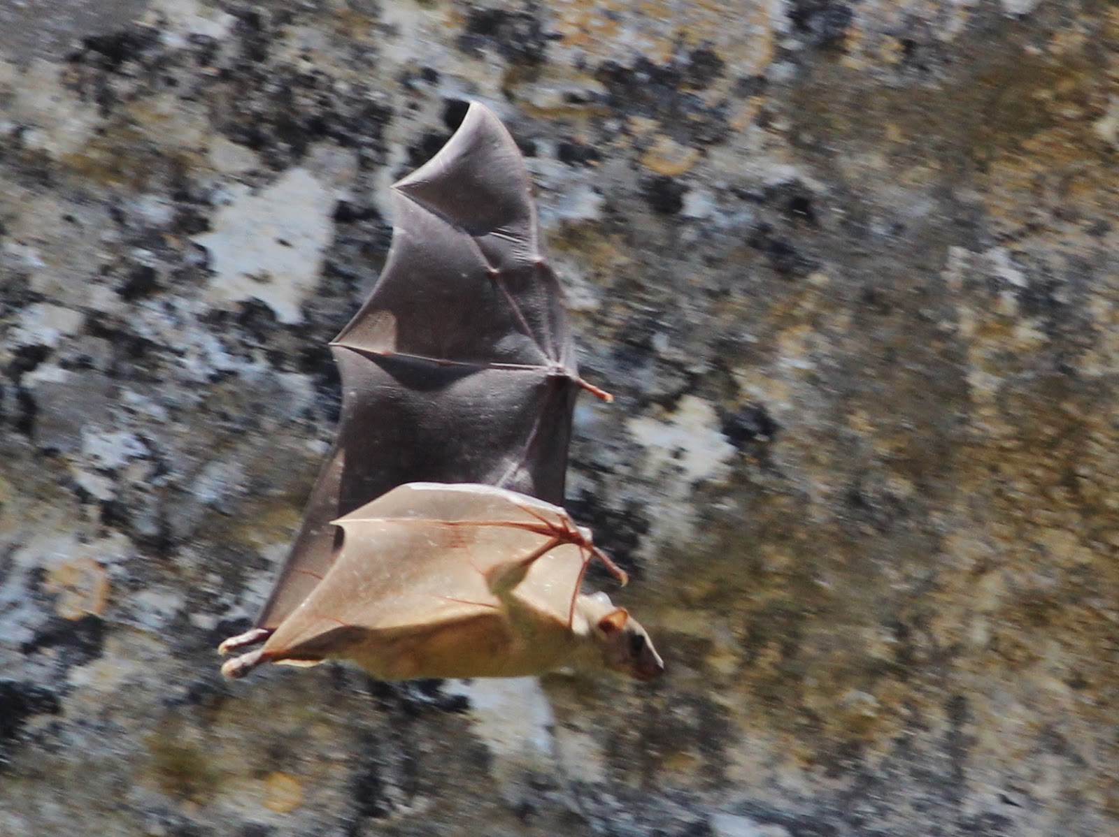 Mammals of Cyprus - Τα θηλαστικά της Κύπρου by George Konstantinou ...