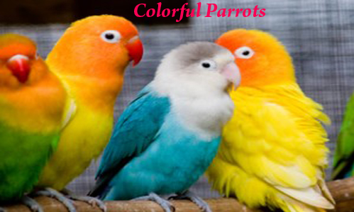Home Pets Page: Home Pets - About the Parrot
