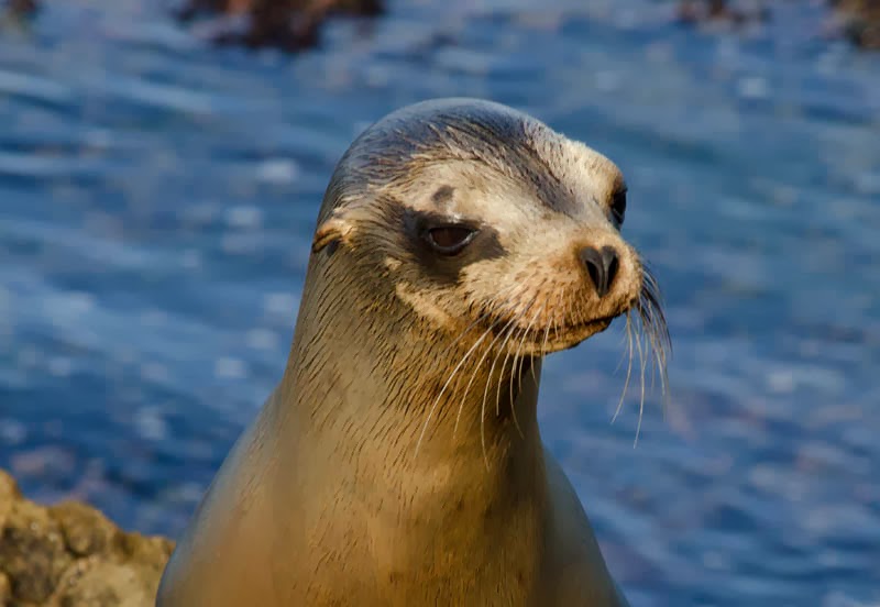 The Wayward Hawaiian: What's All the Stink About?