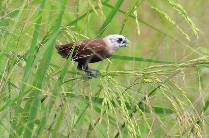 Adiza saidi: BURUNG - BURUNG MALAYSIA
