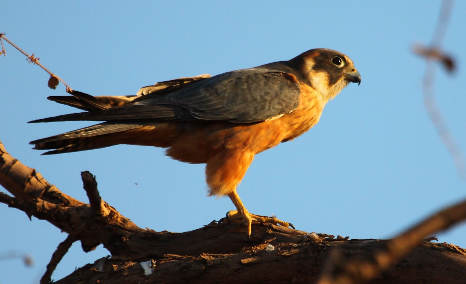 Richard Waring's Birds of Australia: Australian Hobby close-up, Brown ...