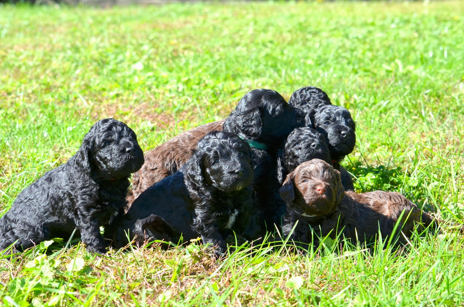 Hickory Tavern Farm Barbet: Barbet Puppies Outside Again