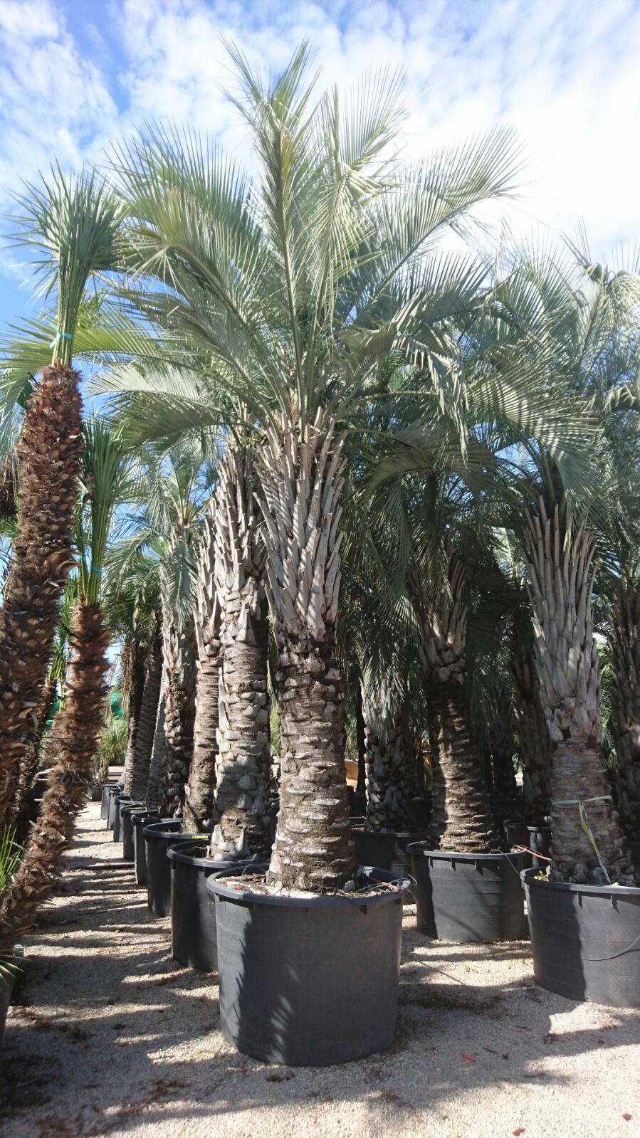 Butia capitata «palmera de jalea» - Id Plantae