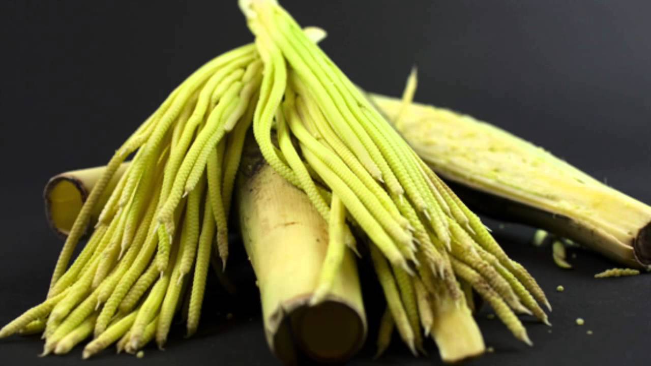 Chipilines, Lorocos, Pacayas, Flor de Izote y Pitos, propiedades ...