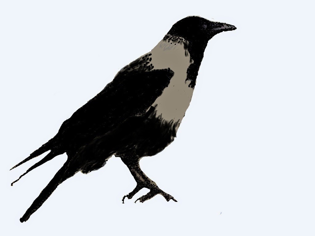 Literate herring, this way.: Hoodie / Carrion Crow hybrid identification
