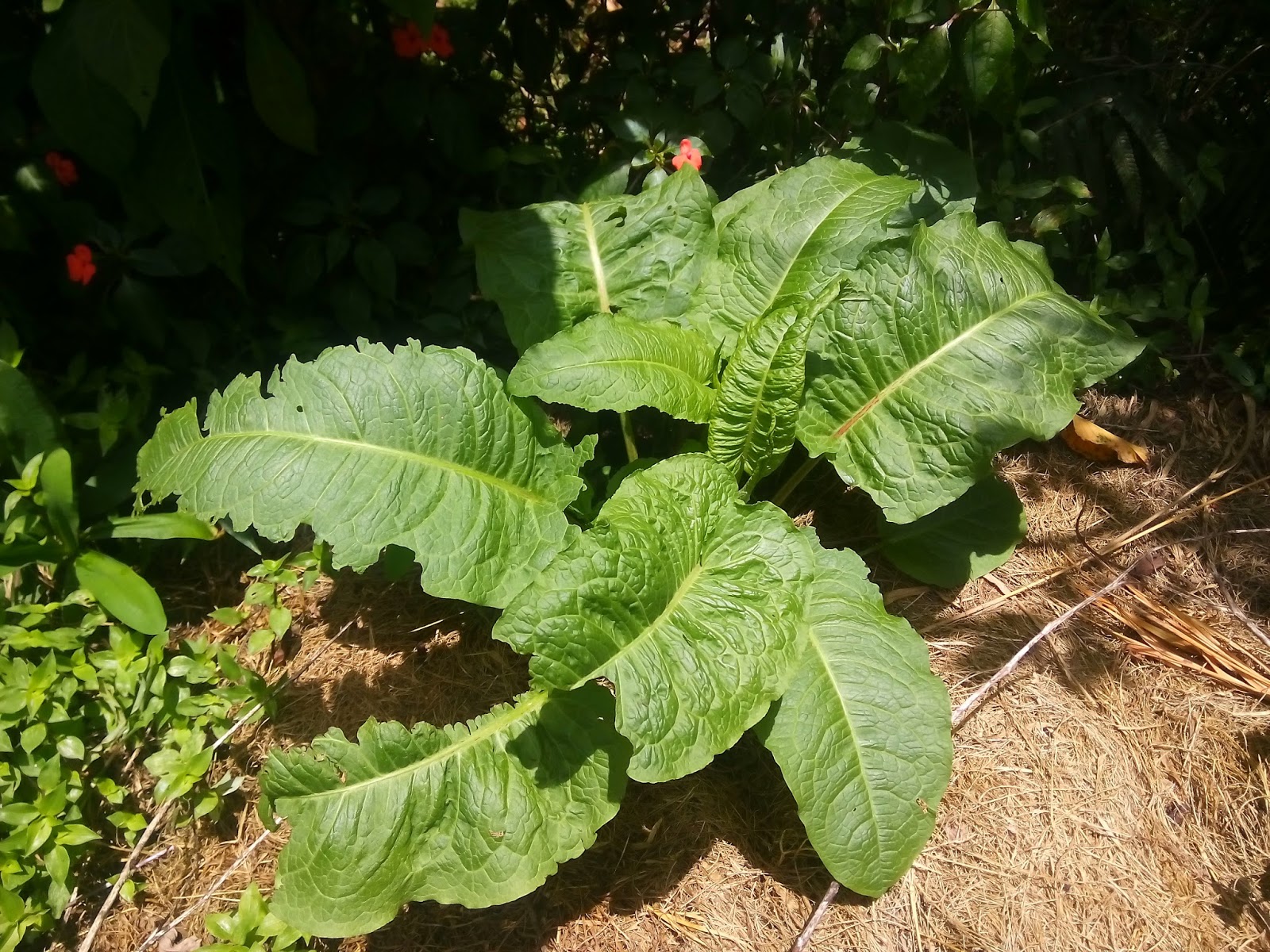 Plantas alimentícias em minha propriedade.: Labaça / Lingua de Vaca ...