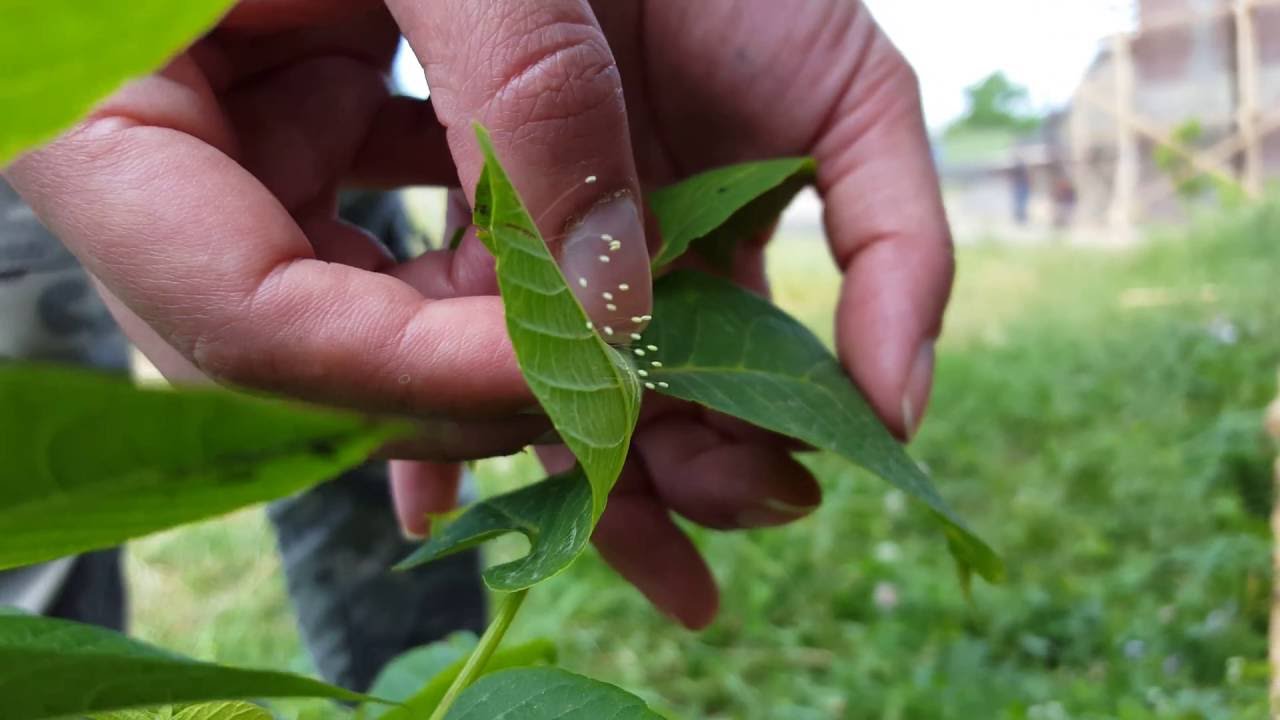 Bunga Misteri Dari Syurga .... Tumbuh Dan Mekar Dalam Masa 3,000 Tahun